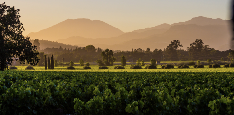 The 10 Best Wineries in California to Visit - Choice Wineries