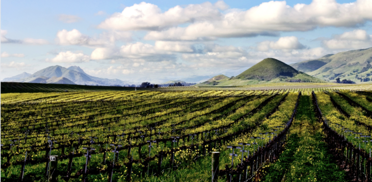 The 10 Best Wineries in Edna Valley to Visit - Choice Wineries